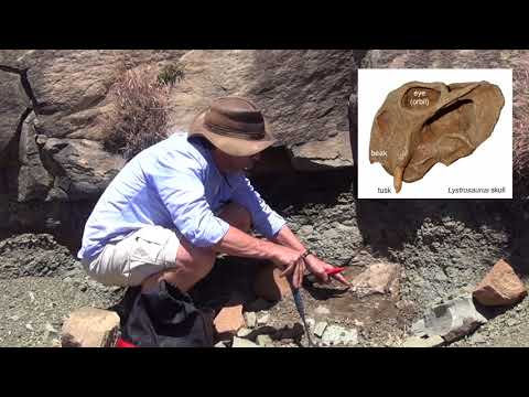 Wapadsberg Vid1 Lystrosaurus skull