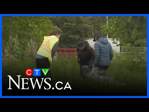 Edmontonians pull invasive plants from city spaces