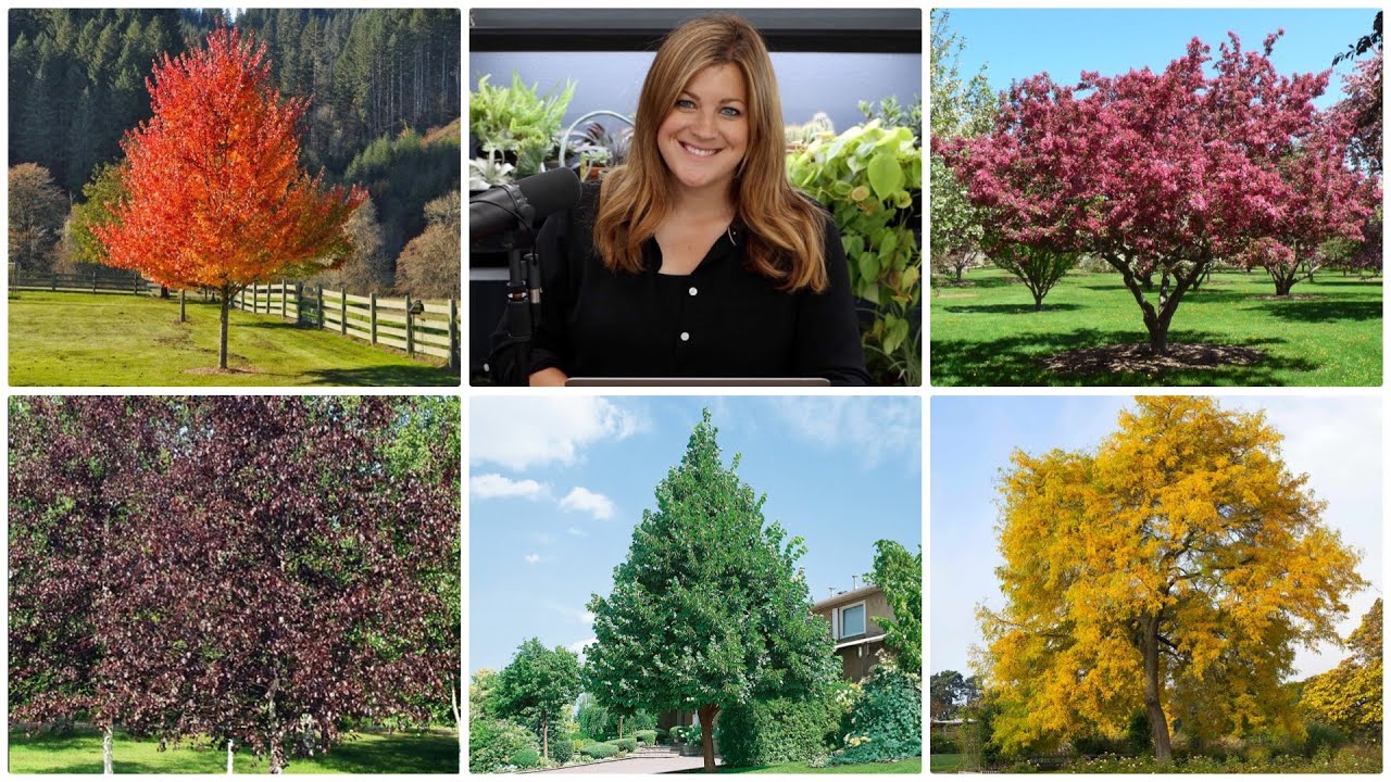 5 Trees I Highly Recommend! 🌿 🌳 // Garden Answer