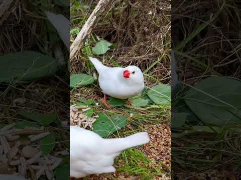 XL Zebra Finches | Bird Aviary | Bird Sounds | Birds Video