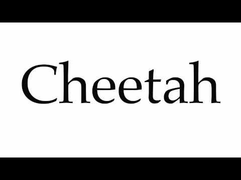 How to Pronounce Cheetah