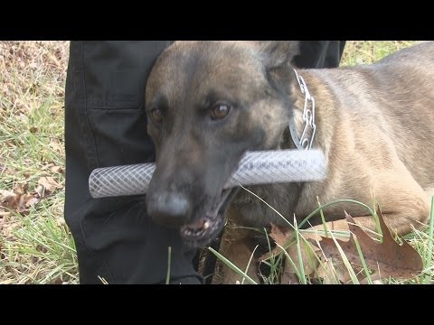 Watch “Police Dogs of Ohio State Highway Patrol” on YouTube | THE K-9 ...