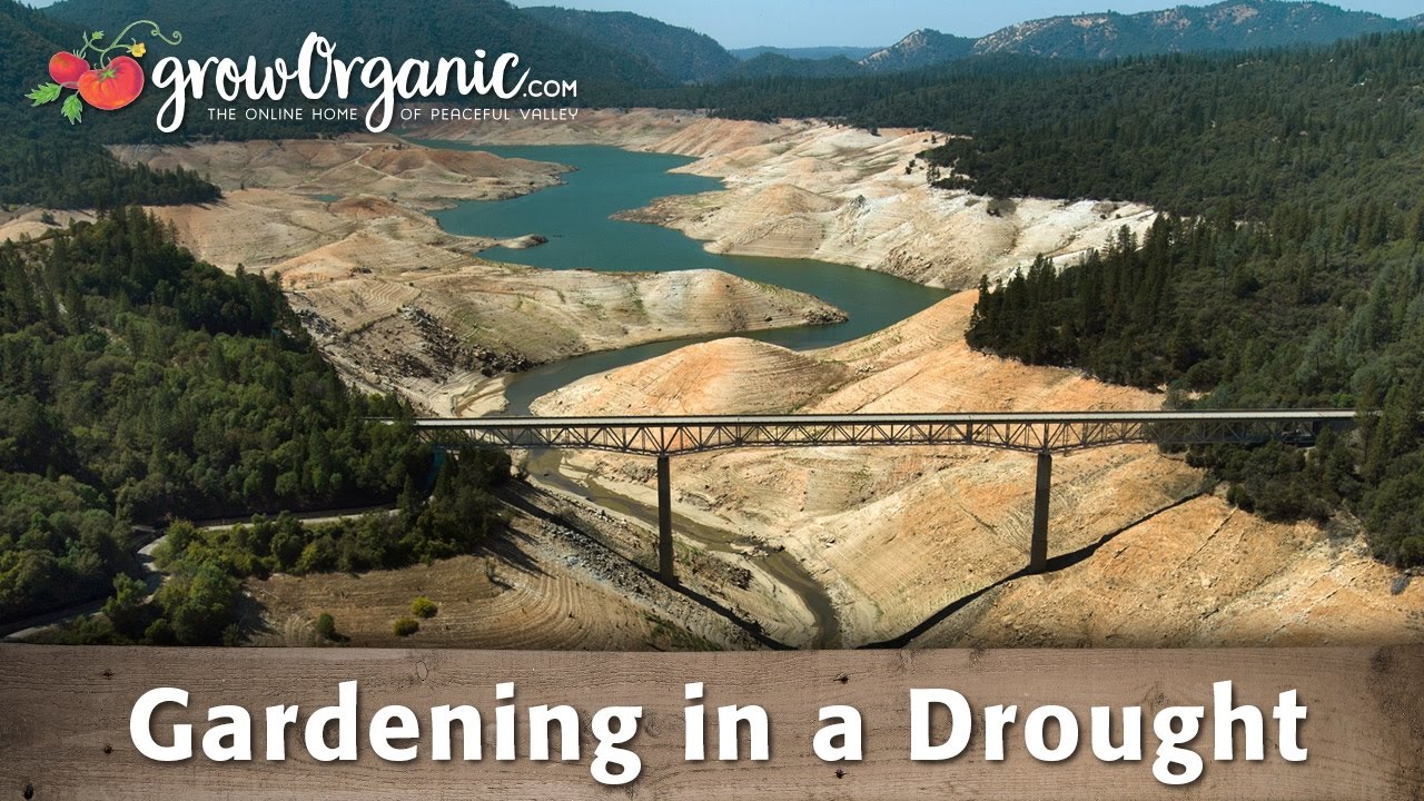 How to Conserve Water in Your Garden During a Drought