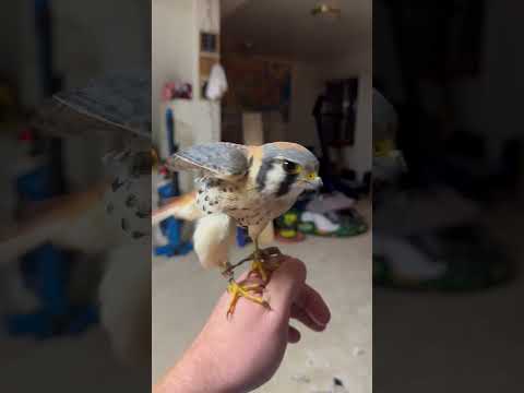 American kestrels in falconry