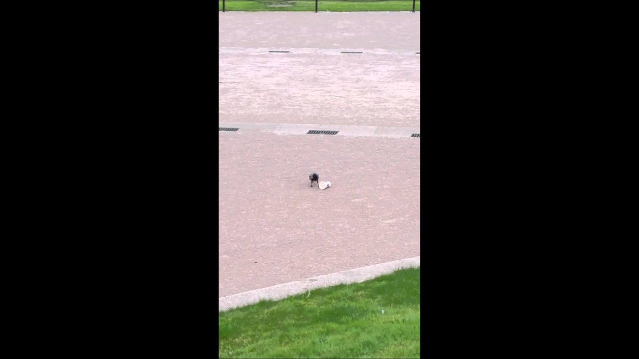 Hooded crow in Oslo at Royal Palace ( Norway)