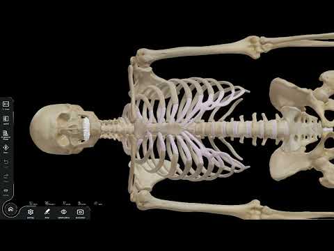Cadaviz | Most Advanced Virtual Human Dissection Table