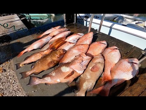 ONE STOP SHOP! FULL LIMITS IN MINUTES | RED SNAPPER GULF OF MEXICO