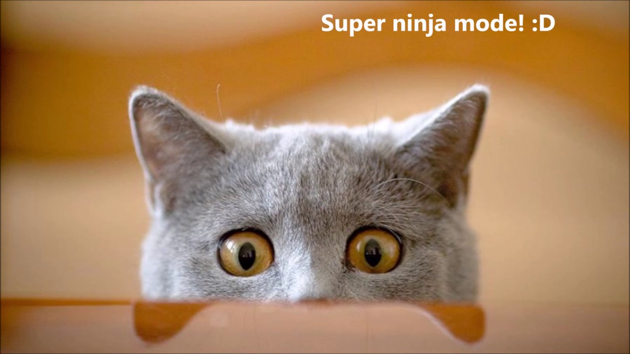 Funny Cat Pictures (with captions!)