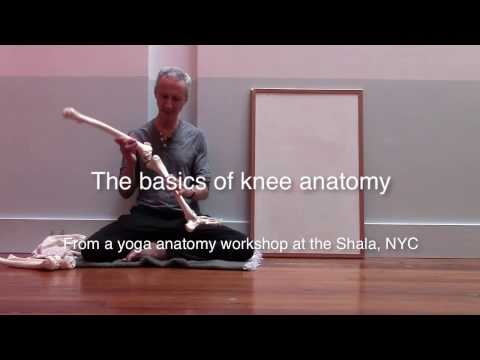 Basics of knee anatomy