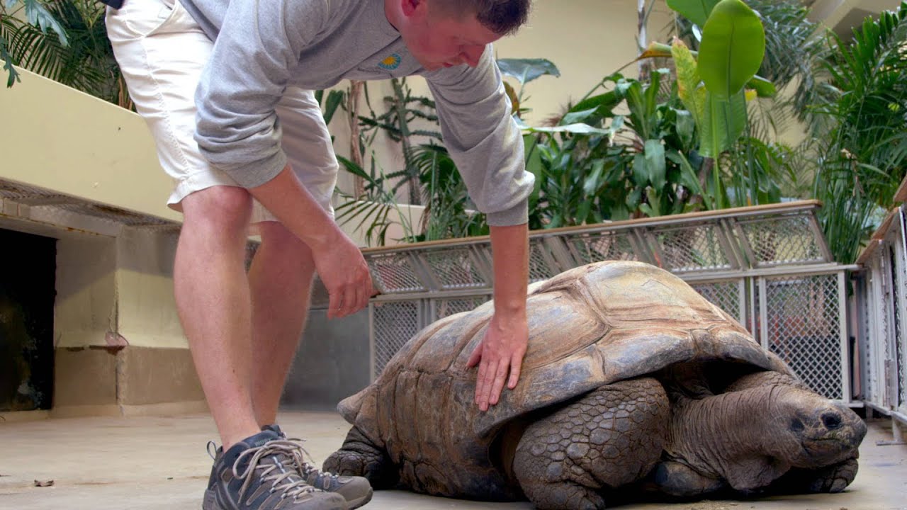 What Is a Tortoise Shell Made Of?