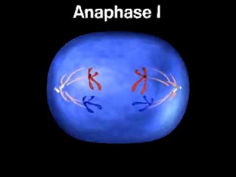 Typical ANAPHASE 1.flv