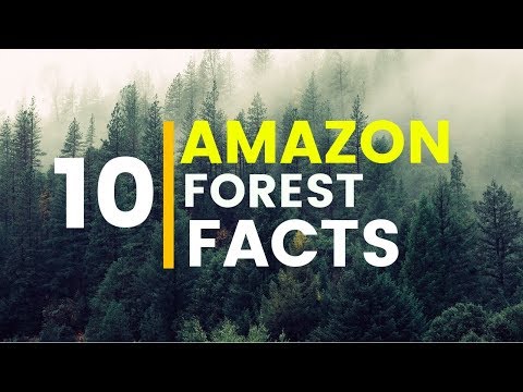 10 Amazing facts About Amazon Rainforest