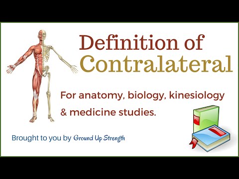 Contralateral Definition (Anatomy, Kinesiology, Medicine)