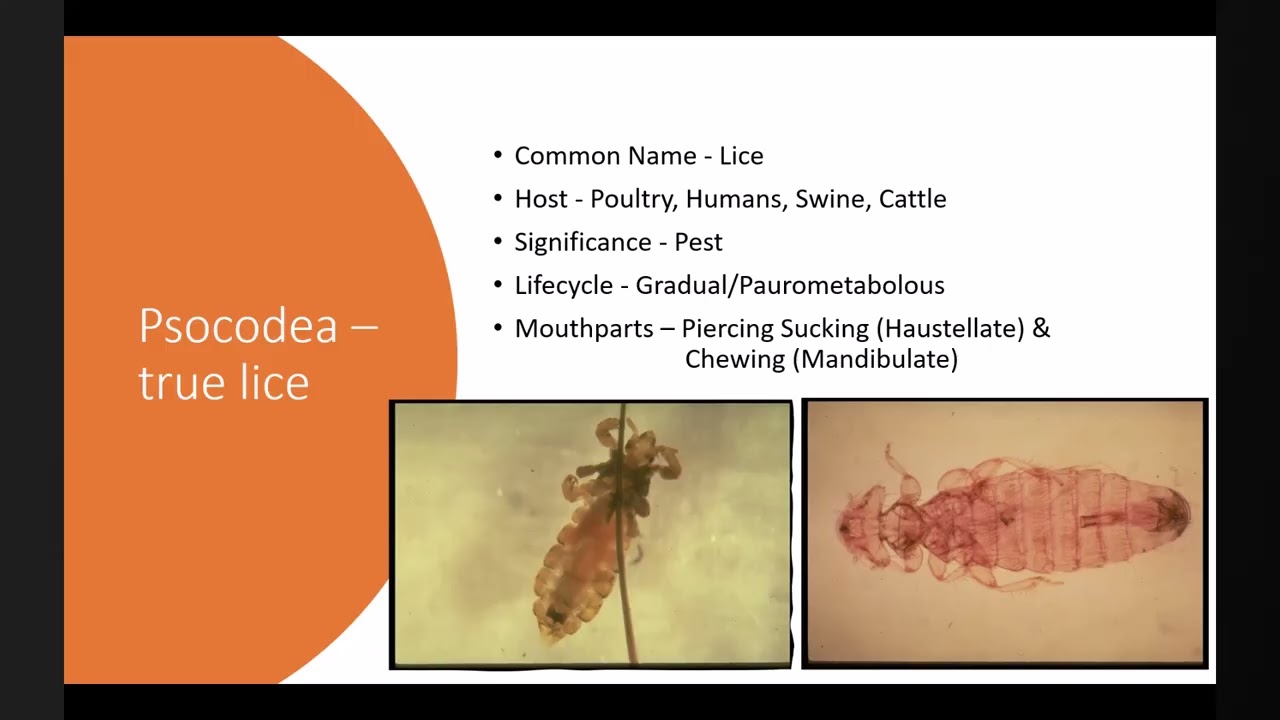 Phasmatodea, Psocodea, Thysanoptera