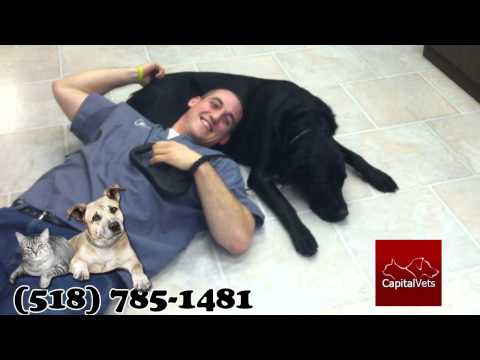 Capital Vets Video | Veterinary in Latham