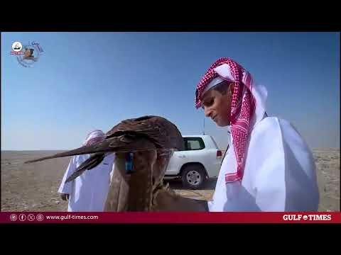 Ten falcons advance into next round of Al Tala'a competition - Gulf Times