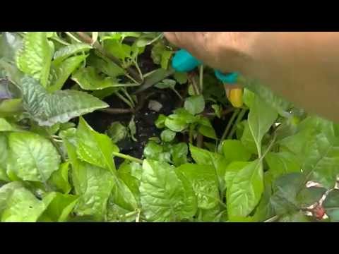 Spilanthes Toothache Plant Harvesting & Drying