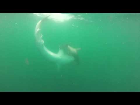 SHARK FIGHT! SHARK FIGHT! SHARK FIGHT! Enormous Tiger Shark Vs ...