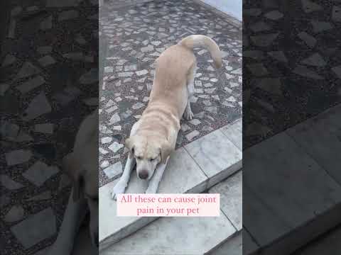 Safe and effective remedy for pet joint pain and inflammation | Inflasule | Dr. Goel's #viral #dog