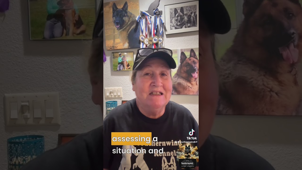 Misconceptions in Dog Behaviors | Debunking Common Dog Myths