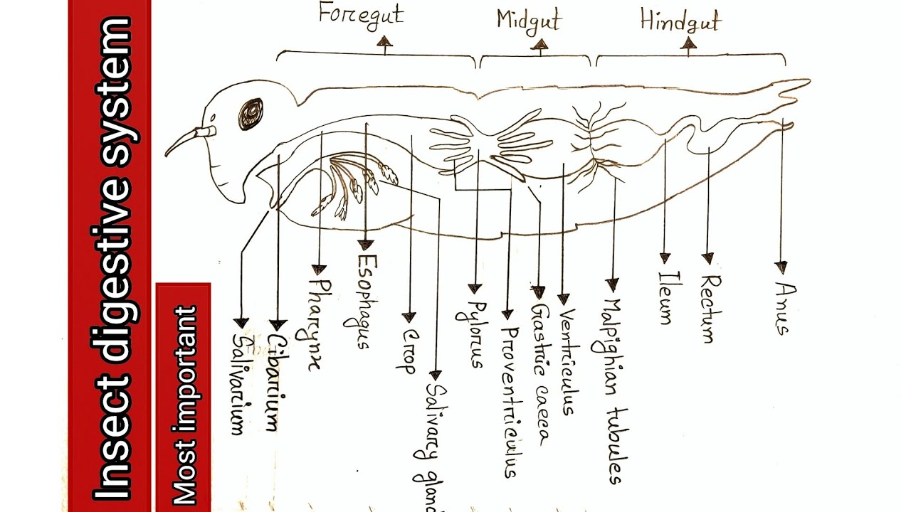 Insect digestive system diagram | How to draw insect digestive system easily step by step