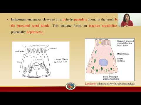 Imipenem & Cilastatin Injection - Primaxin Latest Price, Manufacturers ...