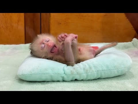 O.M.G, Poor Newborn Baby Monkey Tong Tong Crq Close Eyes Look So Worry