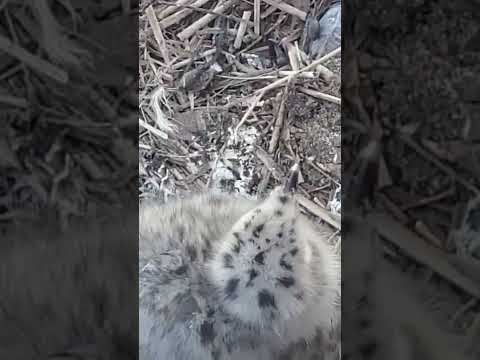 Baby herring gulls.