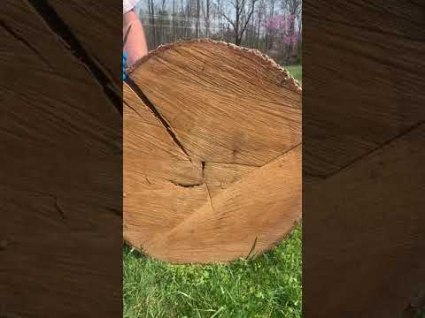 Woody Stem