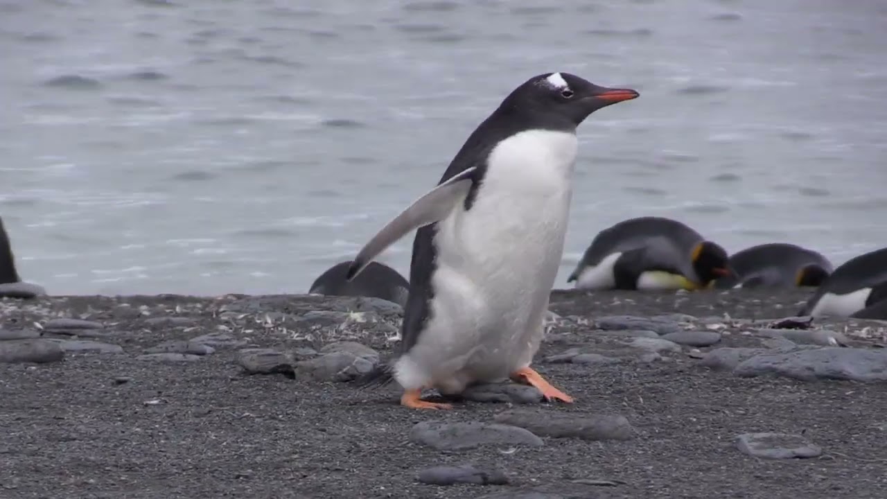 Manchot papou (Pygoscelis papua) Gentoo Penguin