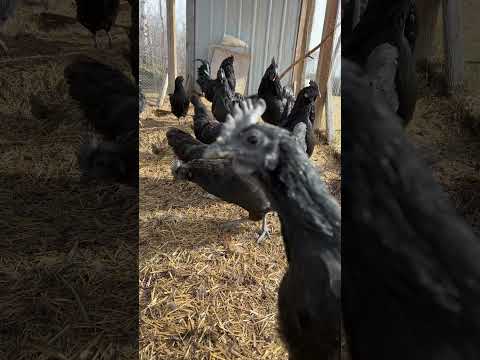 Unique and beautiful pure black Ayam Cemani chickens