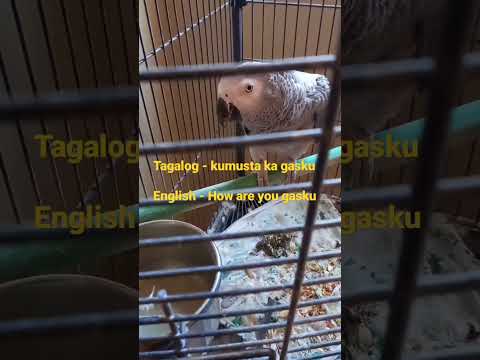 Talking Tagalog to English language to Gasku bird