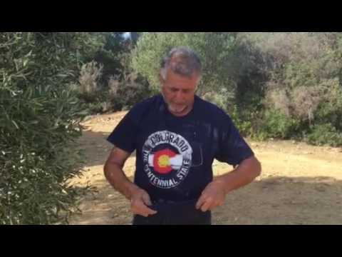 Wild Kalamata Olives in Greece