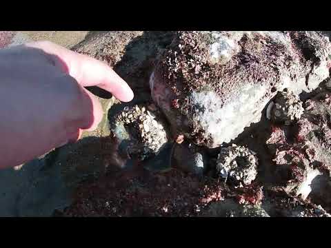 DISCOVERING WHITE POINT BEACH TIDE POOLS