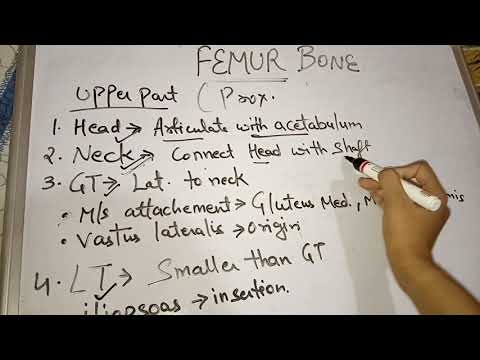 femur bone theory simplified PART -1 #femur