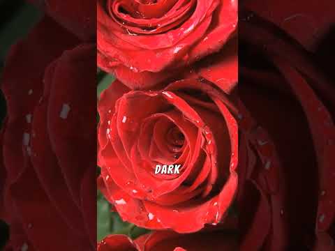 🤨😱Only place where black roses are found naturally🤯 #facts #shortvideo #trending #shortsfeed