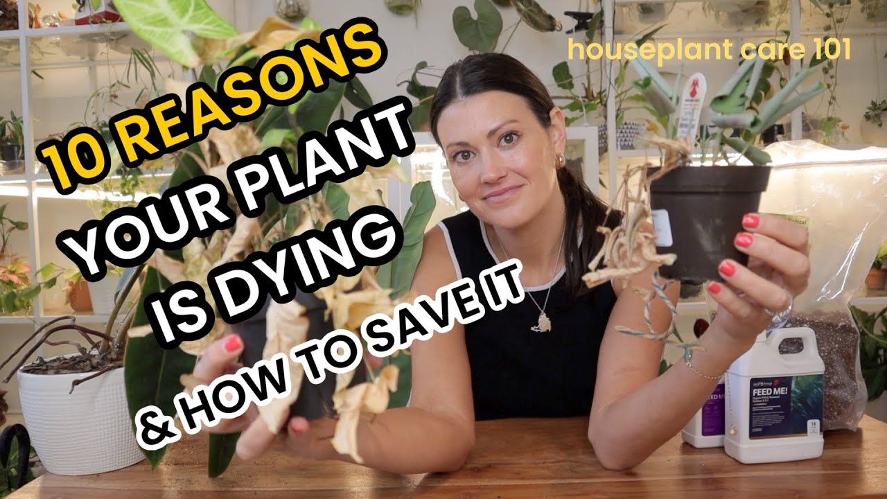 10 REASONS Your Plant Is DYING & How To SAVE Your Plant - Houseplant Care 101 - Indoor Plant Care