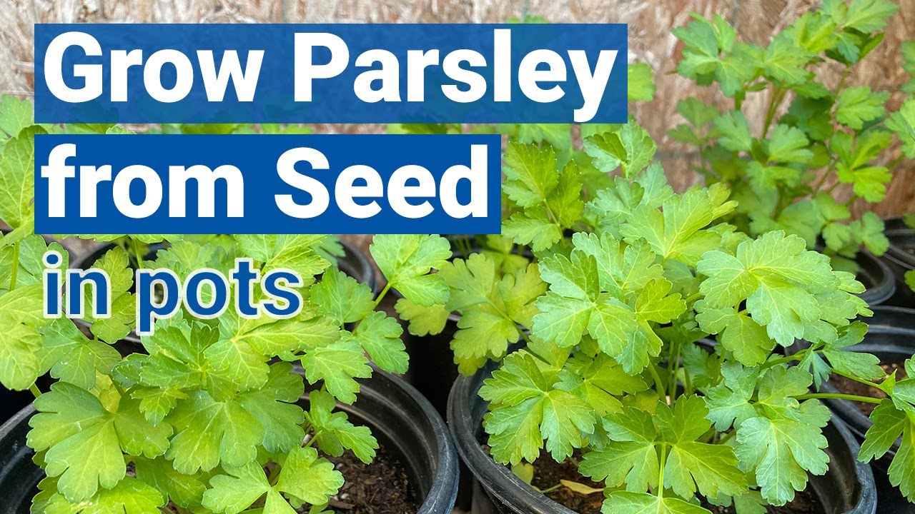 Parsley seedling – Best Cooking recipes In the world