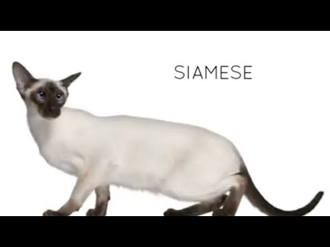 WORLDWIDE CAT BREEDS (pt. 1)