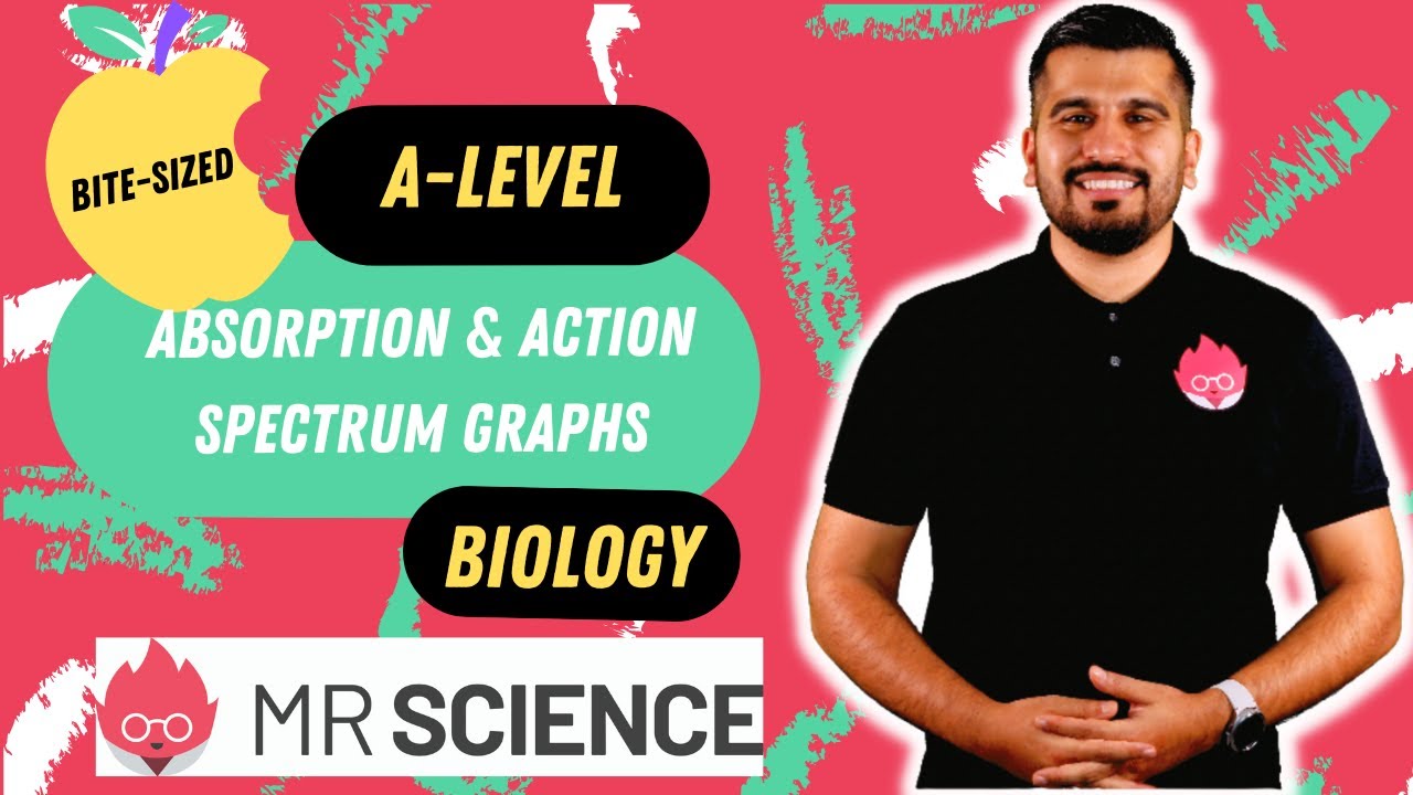Absorption & Action spectrum graphs explained | Bite-sized | A-level Biology | Mr Science in 8K