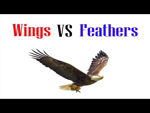 Difference between Wings and Feathers