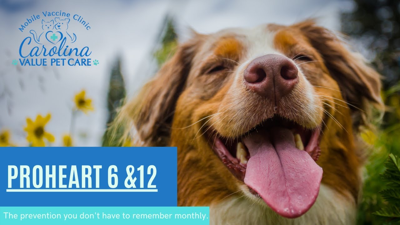 Proheart- Clinic administered heartworm prevention