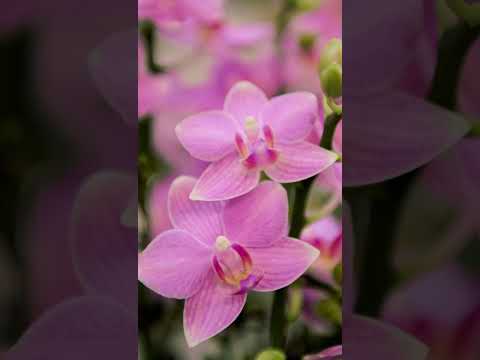 Nature Flowers Wallpapers