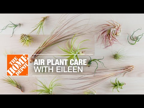 Air Plant Care with Eileen | Indoor House Plants | The Home Depot