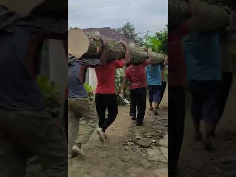 Teknik mengangkat balok kayu besar dan berat. #shorts #viral #balok #kayu #kerjakeras