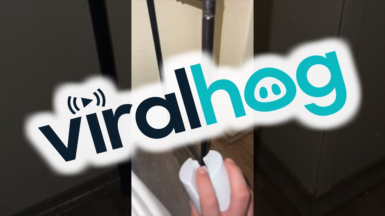 This Spider Cricket Isn't Playing || ViralHog