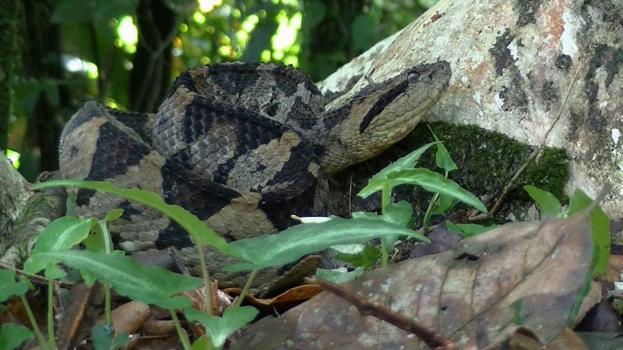 The Jumping Pit Viper (Atropoides Mexicanus)