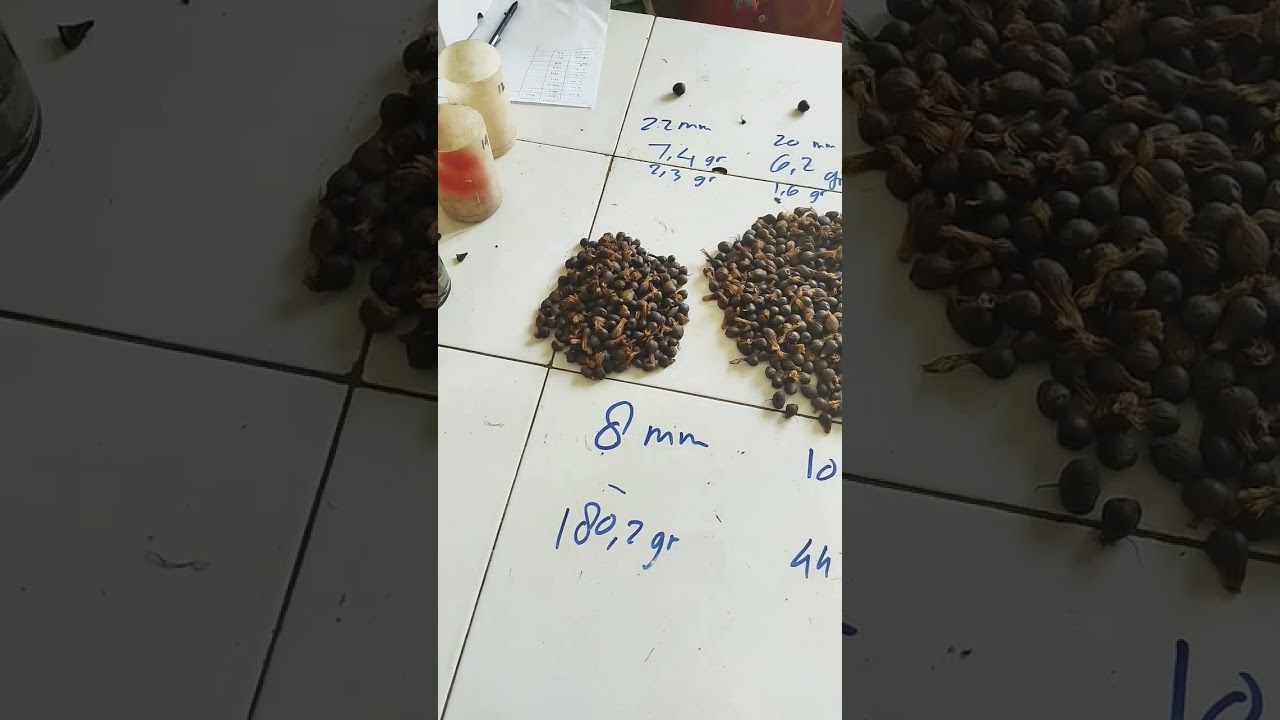 Analisa Nut Histogram Pabrik kelapa sawit #pks #pabrikkelapasawit #sawit