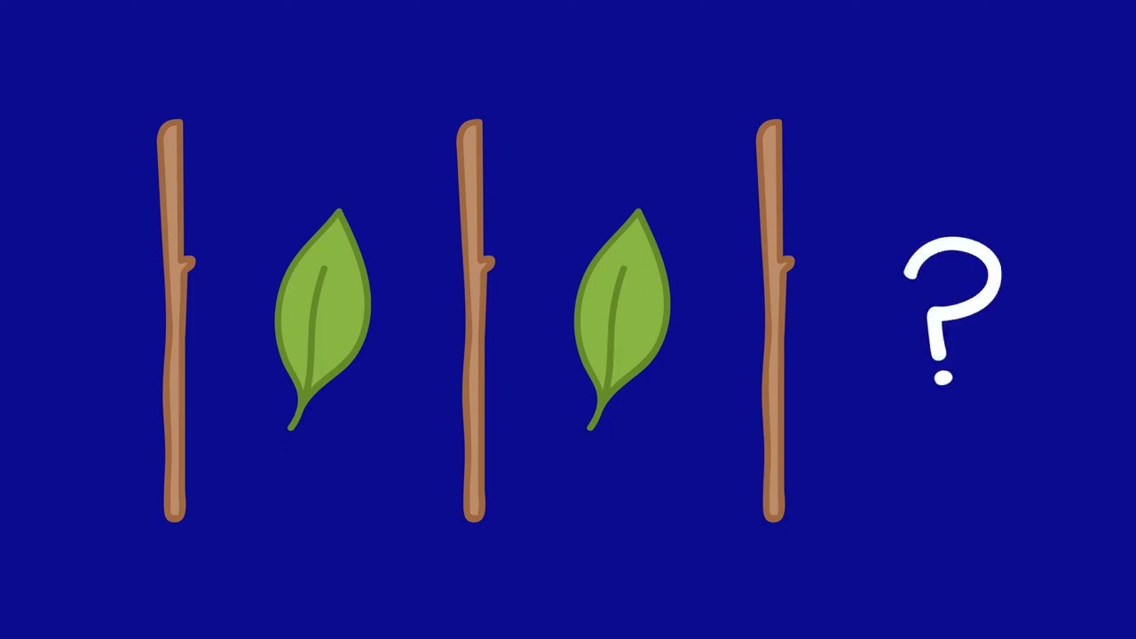 Patterns Using Natural Materials | Pre-K Literacy | Pre-K Teaching Ideas For Parents & Teachers