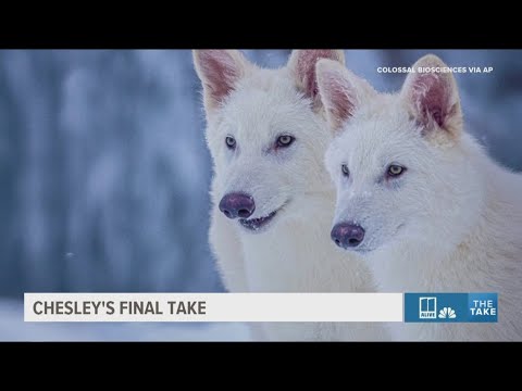 The dire wolf is back, or is it a close copy? Here's what Chesley says | 'The Take'